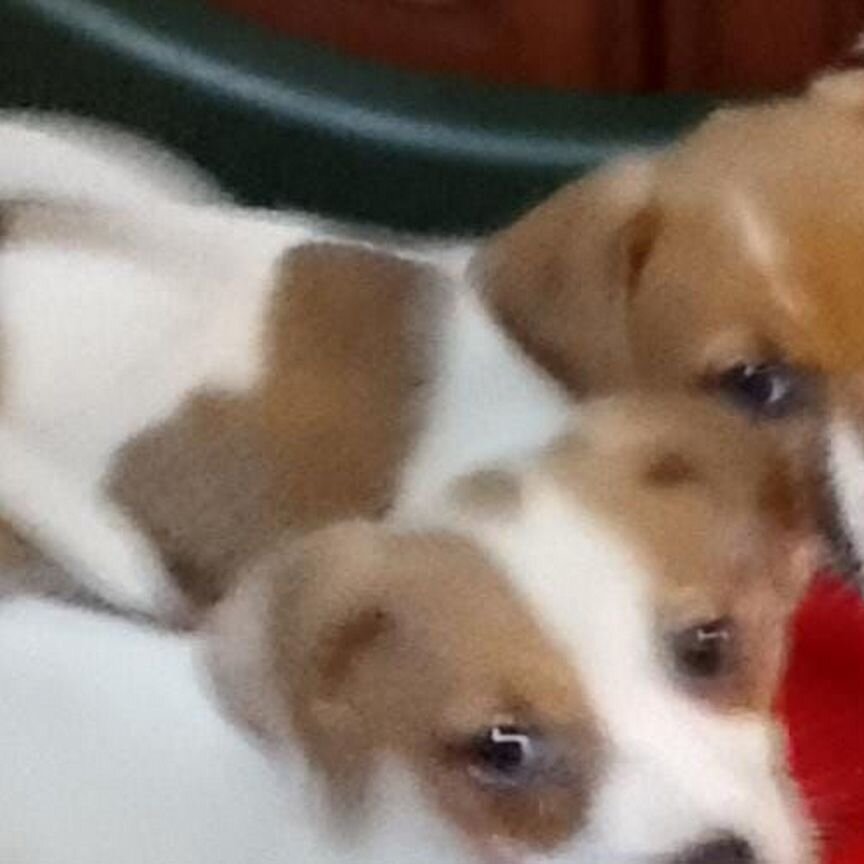 Джек рассел терьер щенок с сердцем