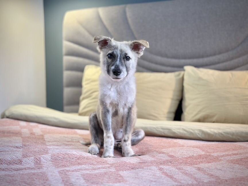 Малыш Джек ищет семью