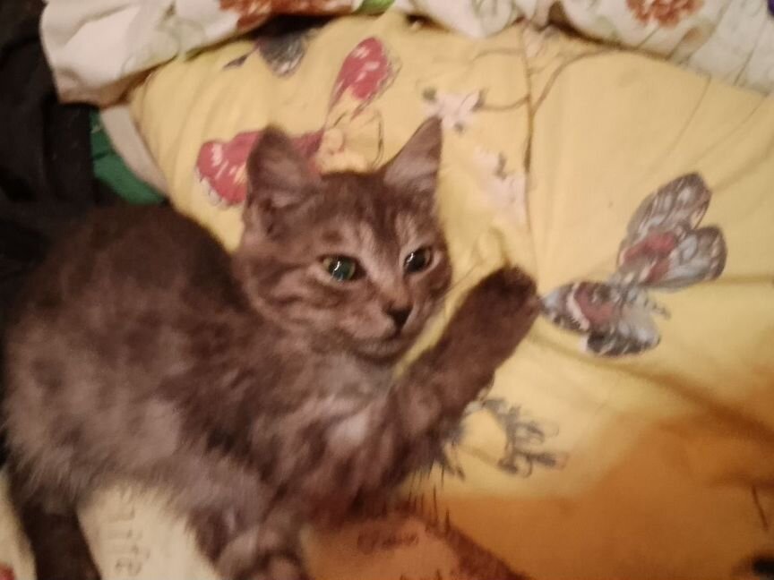 Котенок девочка