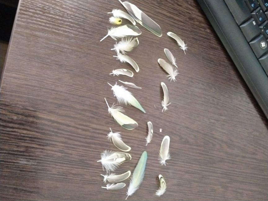 Перья волнистого попугая