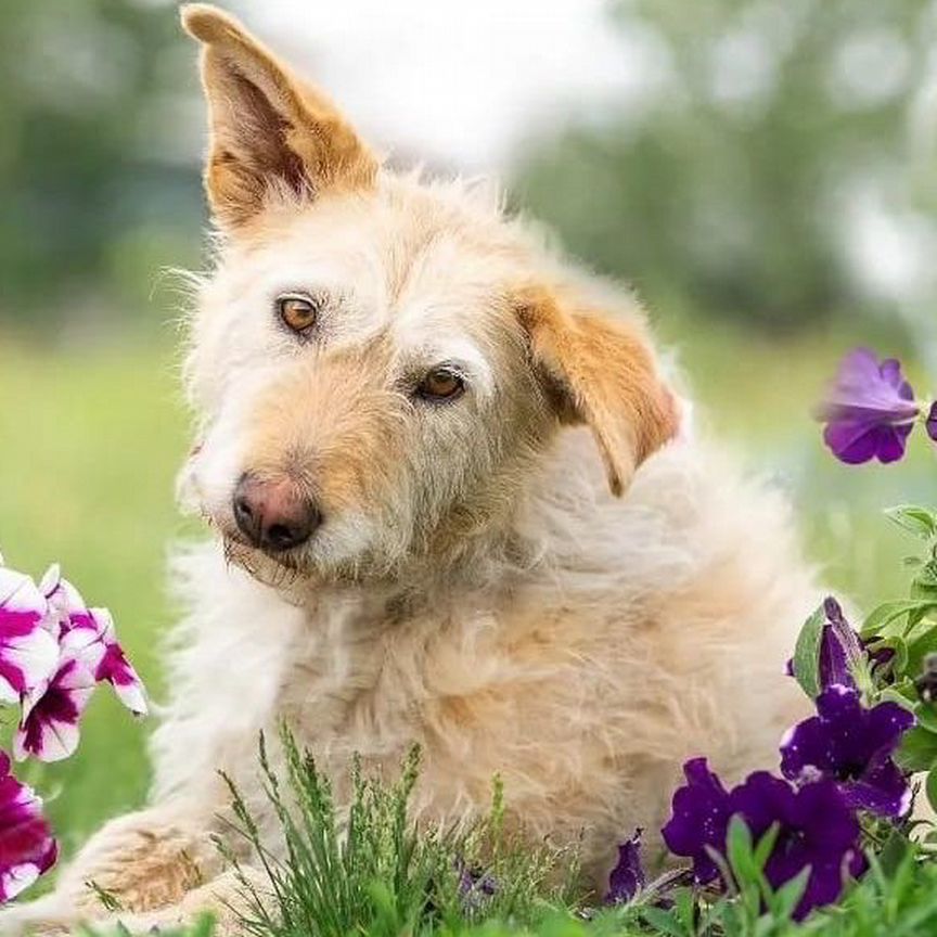 В добрые руки замечательная собака