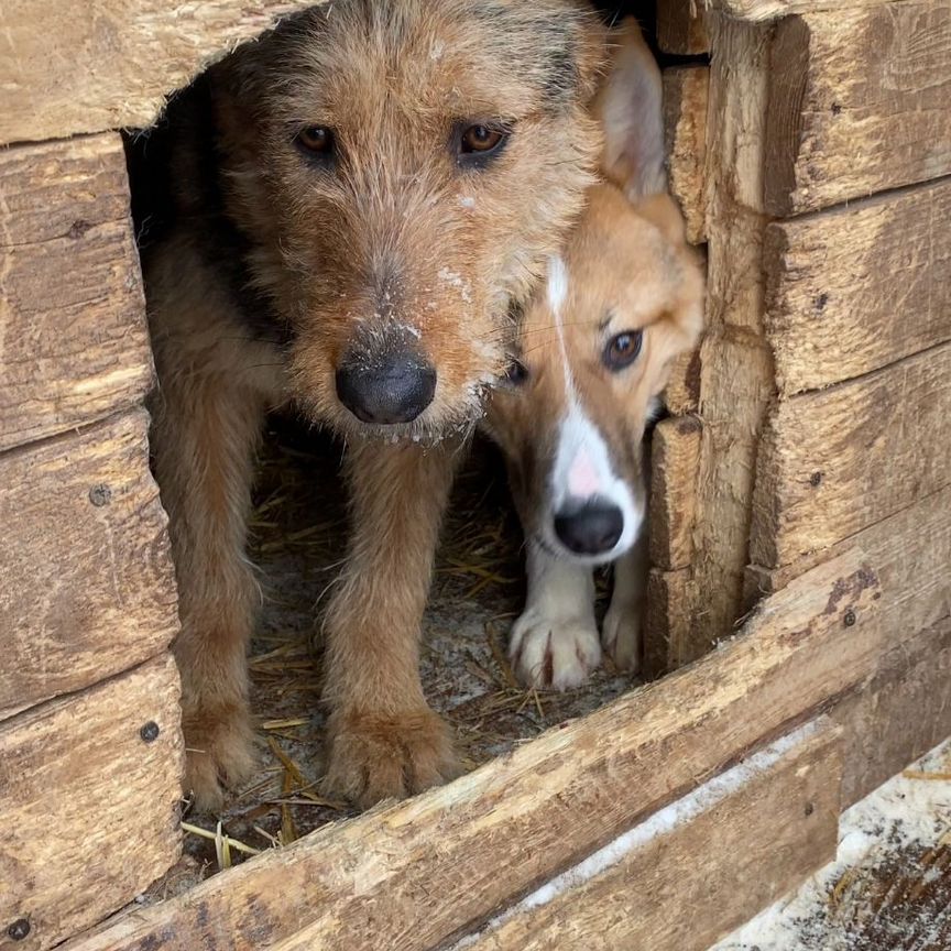 Аким.Еще щенок. Подготовительная группа. Ищет дом