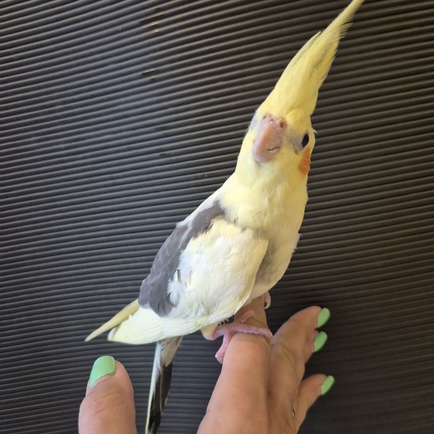 Попугай корелла детвора