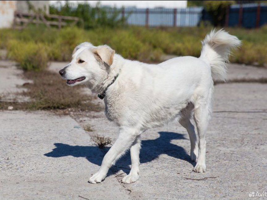 Красавица Бэлла в дар