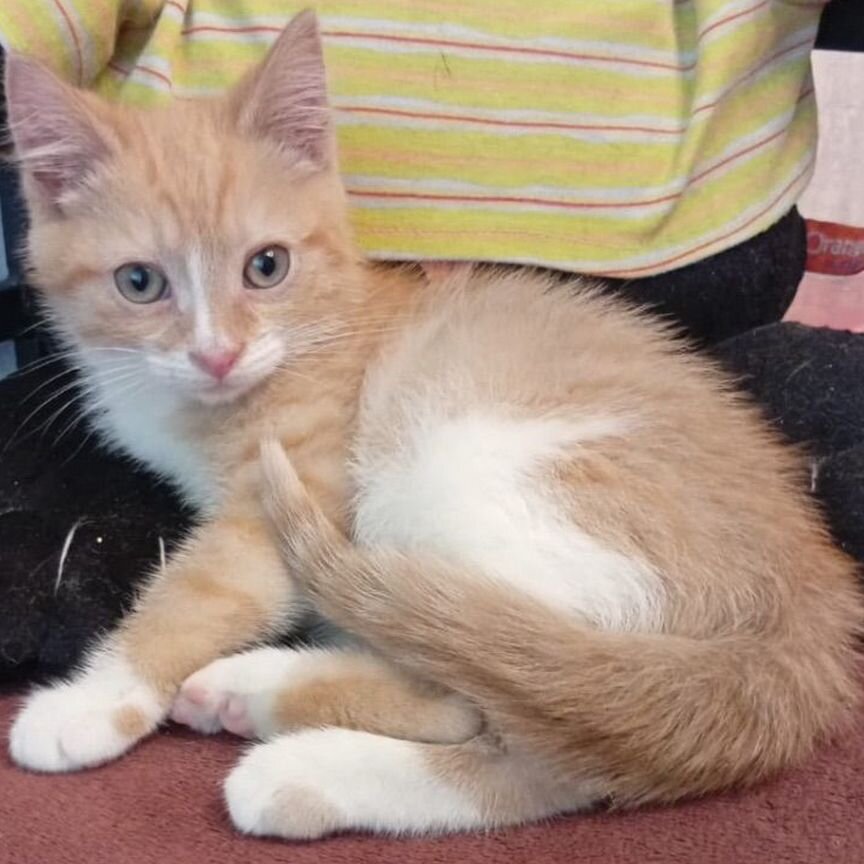 Котёнок в добрые руки