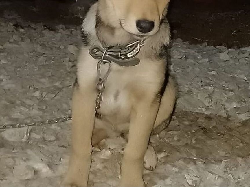 Щенок ищет хозяина