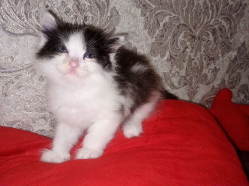 Котята сибирские