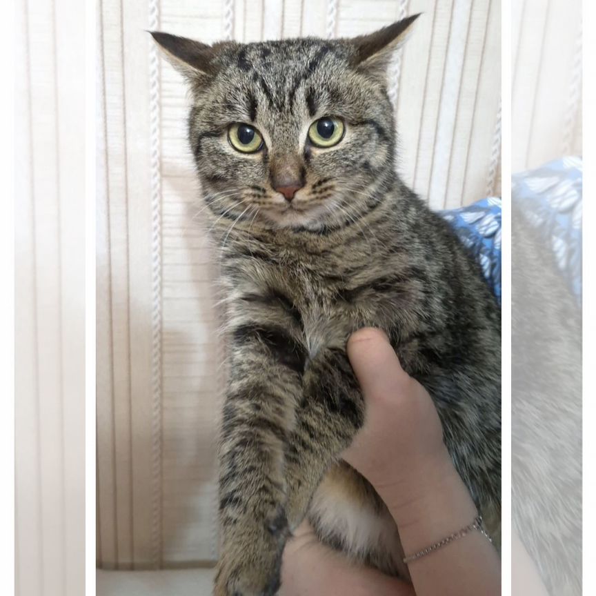Взрослый кот в добрые руки