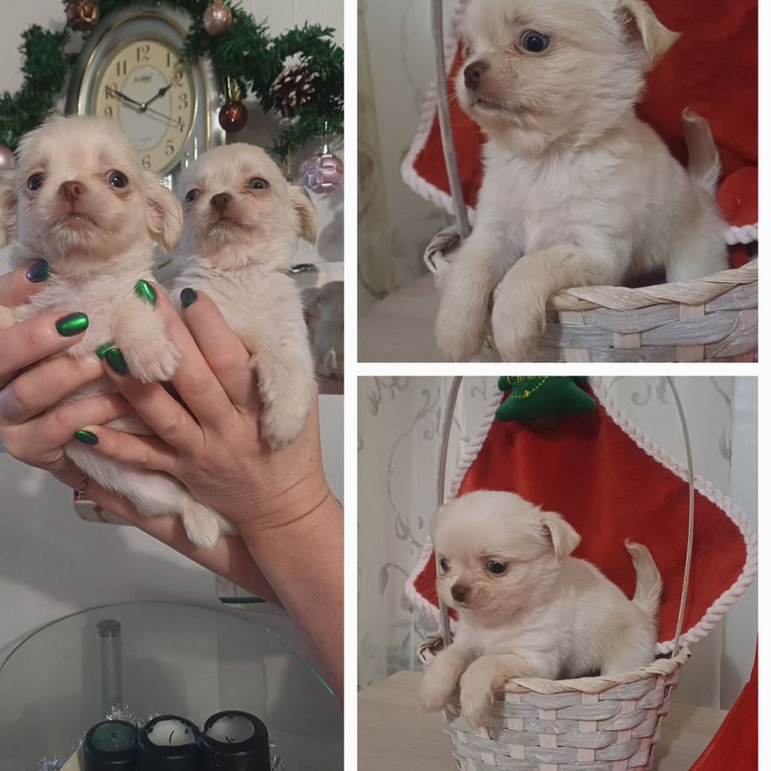 Чихуахуа окрас изабелла