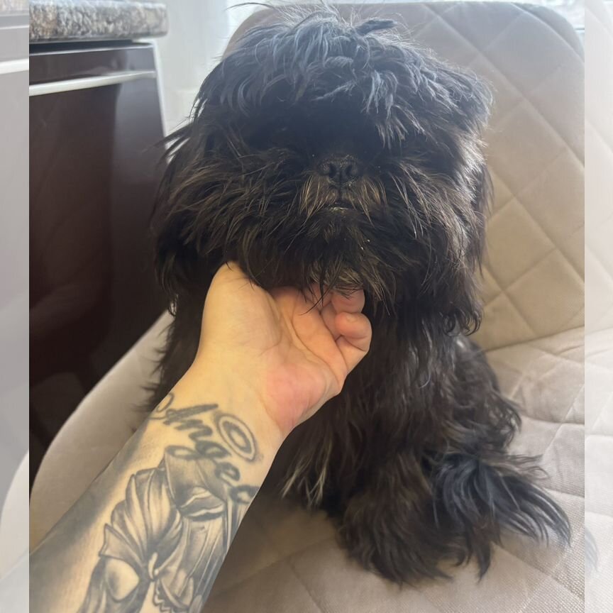 Ши-тцу, щенок