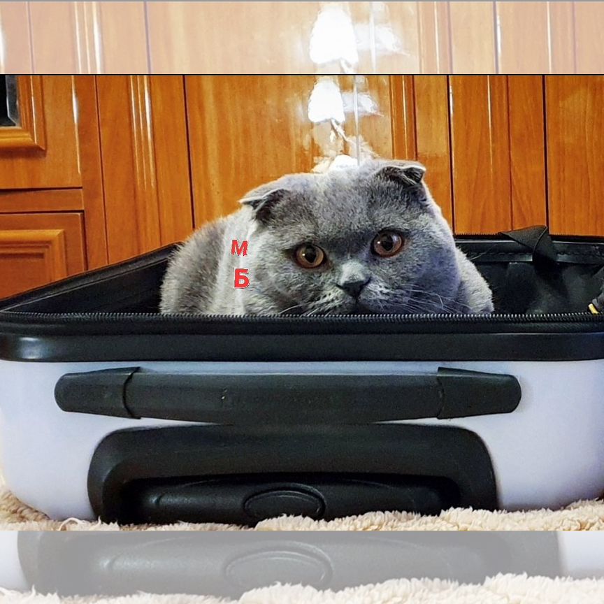 Британский кот вязка