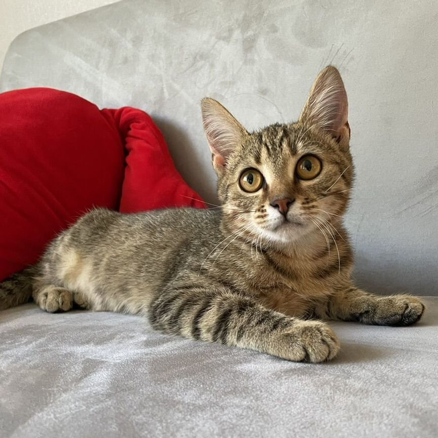 Котёнок девочка тигрового окраса
