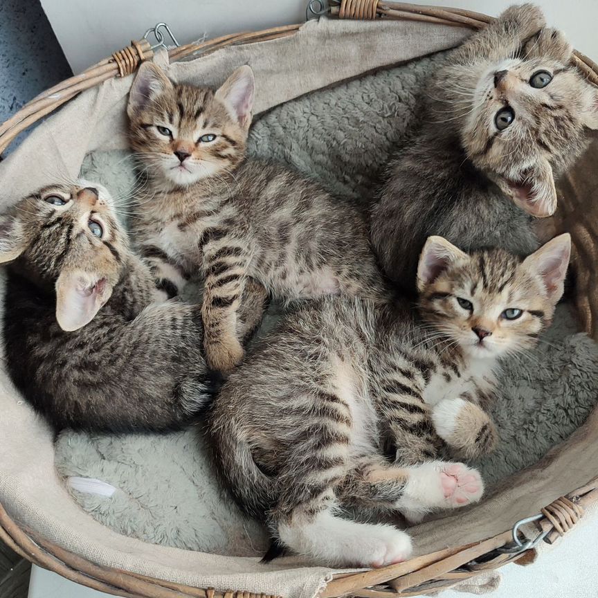 Котята мальчики и девочки, бобтейловые