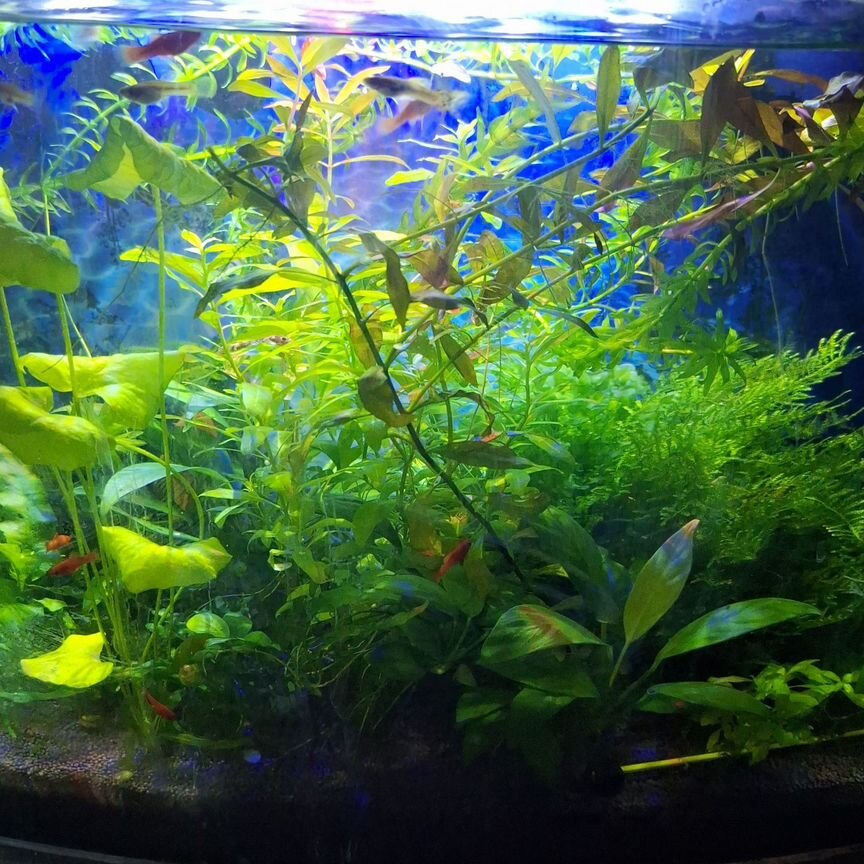 Аквариумное растение