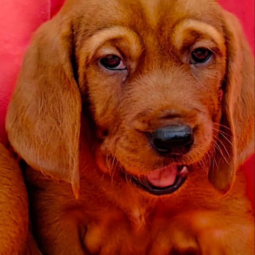 Щенки бигль такса бассет