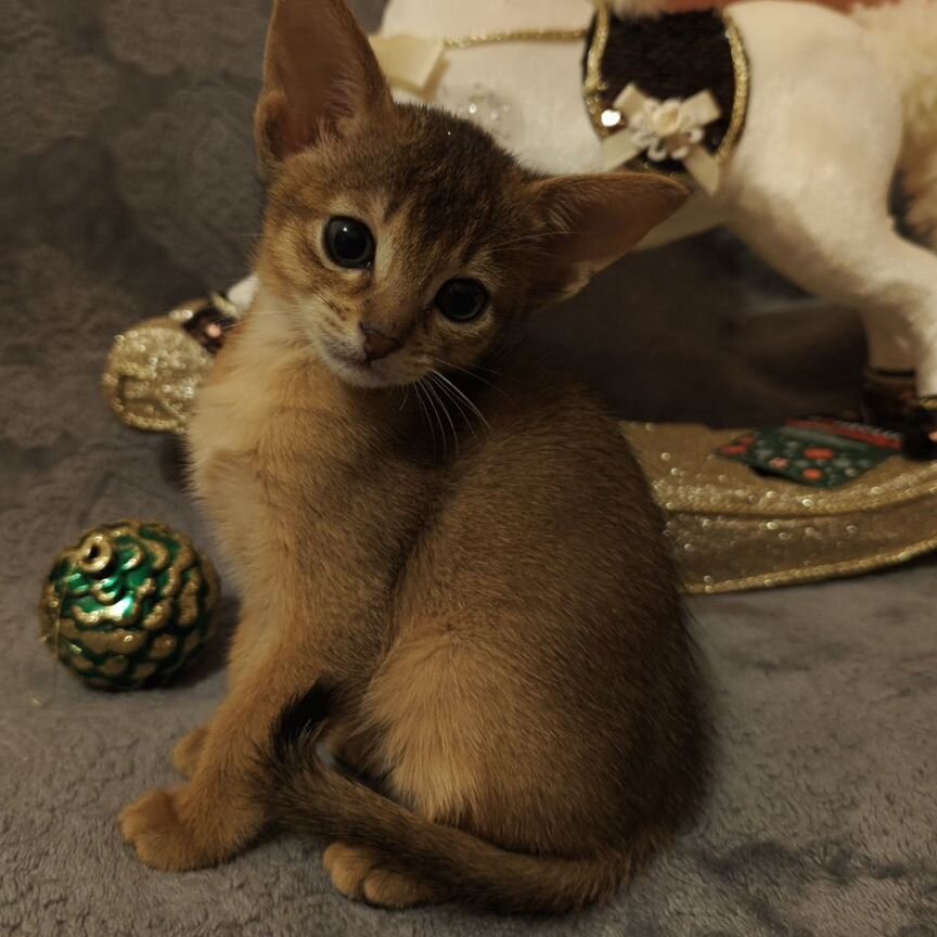 Абиссинский котёнок