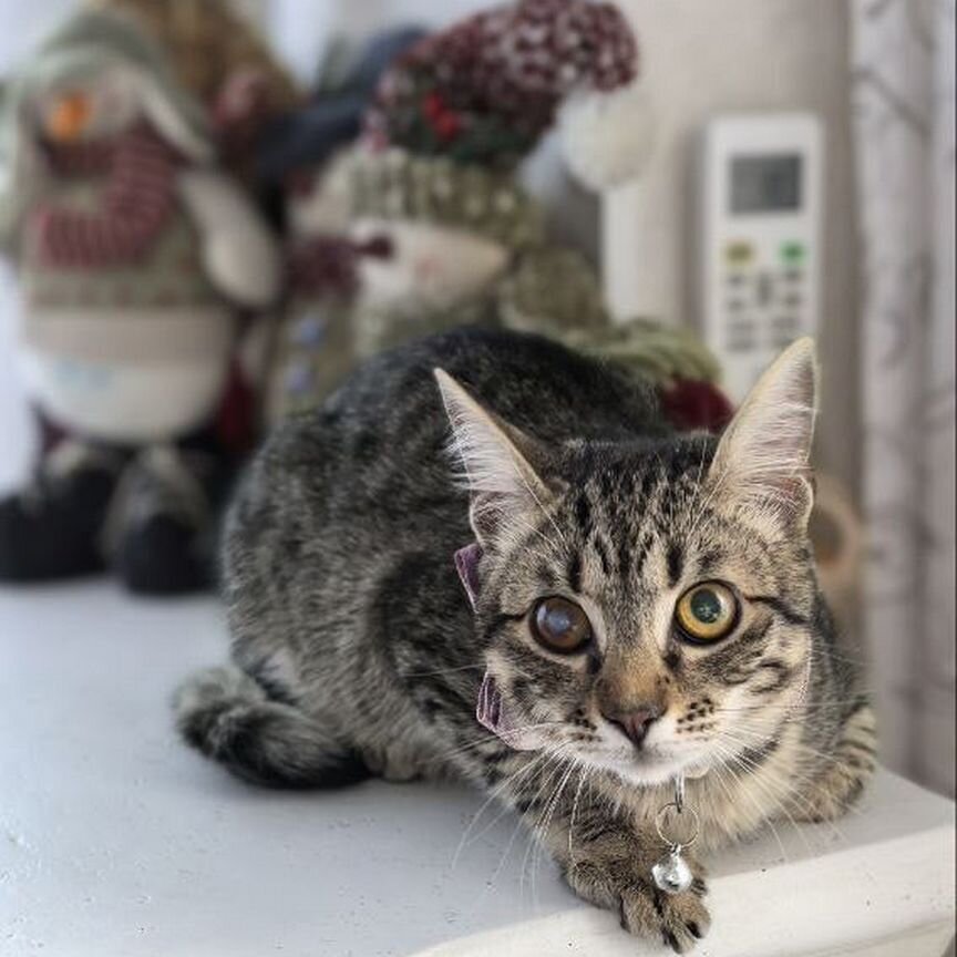 Котенок в дар