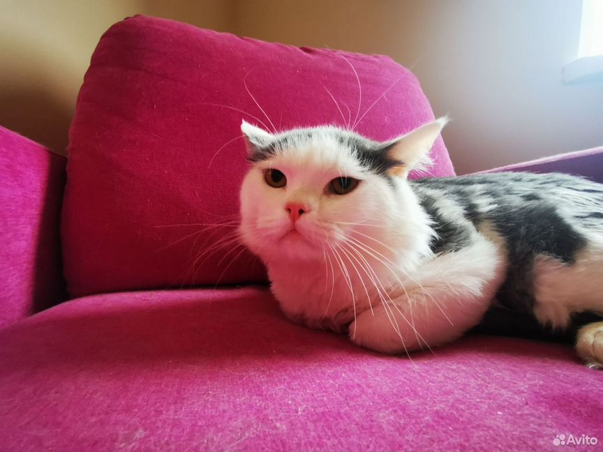 Котёнок-подросток грустит без мампап