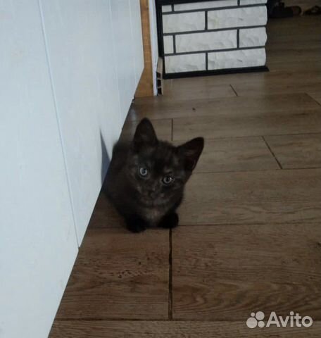 Котенок Манчкин