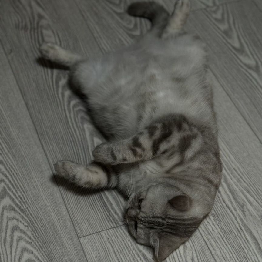 Британский короткошёрстный, взрослый кот