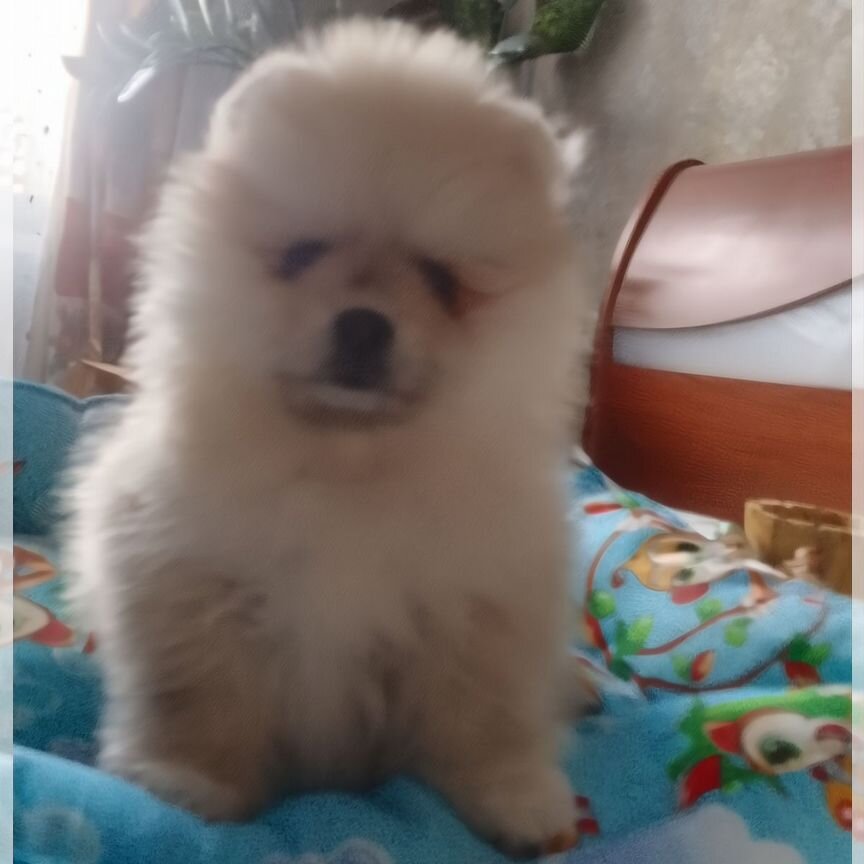 Померанский шпиц, щенок