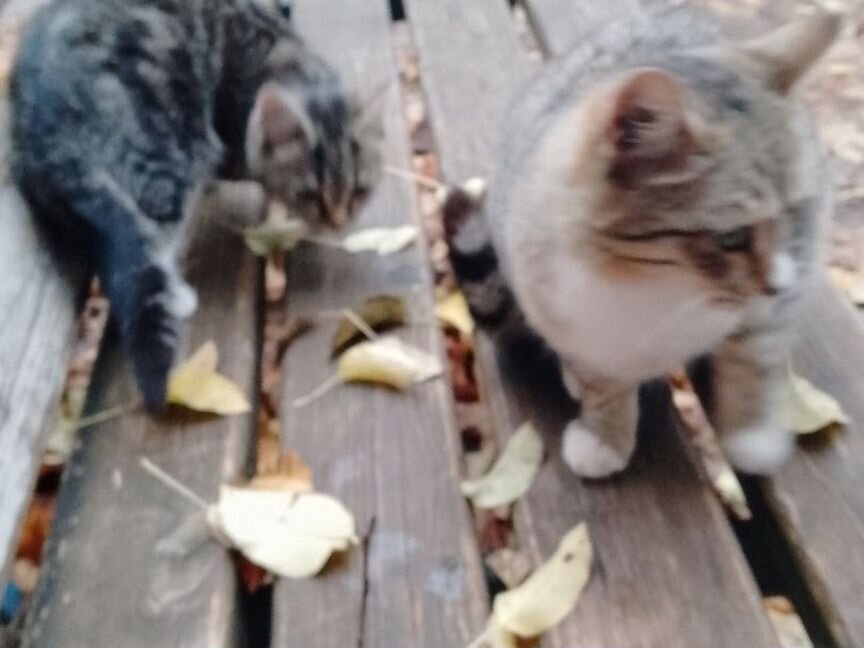 Котята, холод заберите пожалуйста