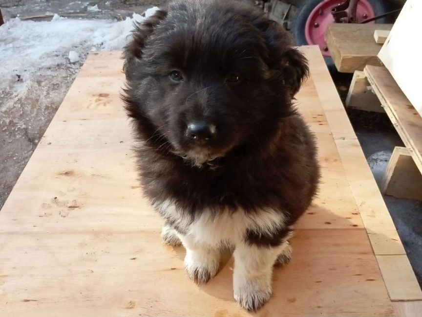 Щенок 2 месяца ,сука в добрые руки