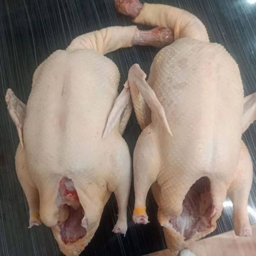 Продам гусей мясом