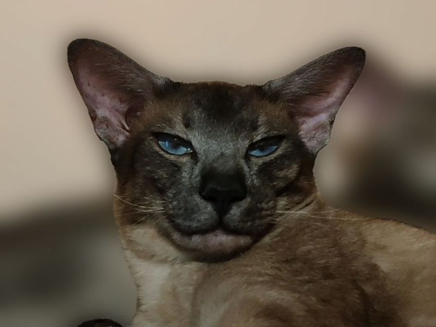 Ориентальный кот