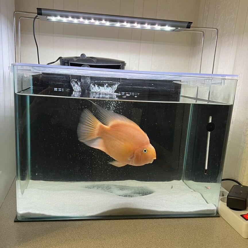 Аквариум 60л рыба Попугай