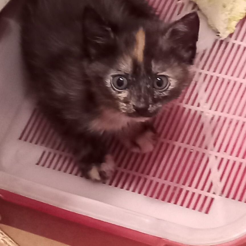 Котята в добрые руки бесплатно