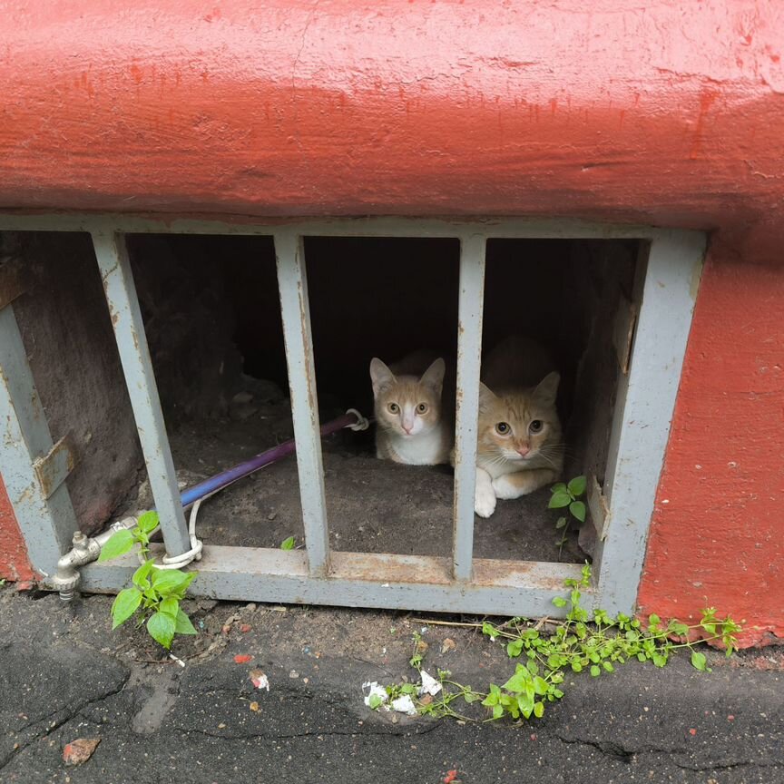 Рыжики пропадают