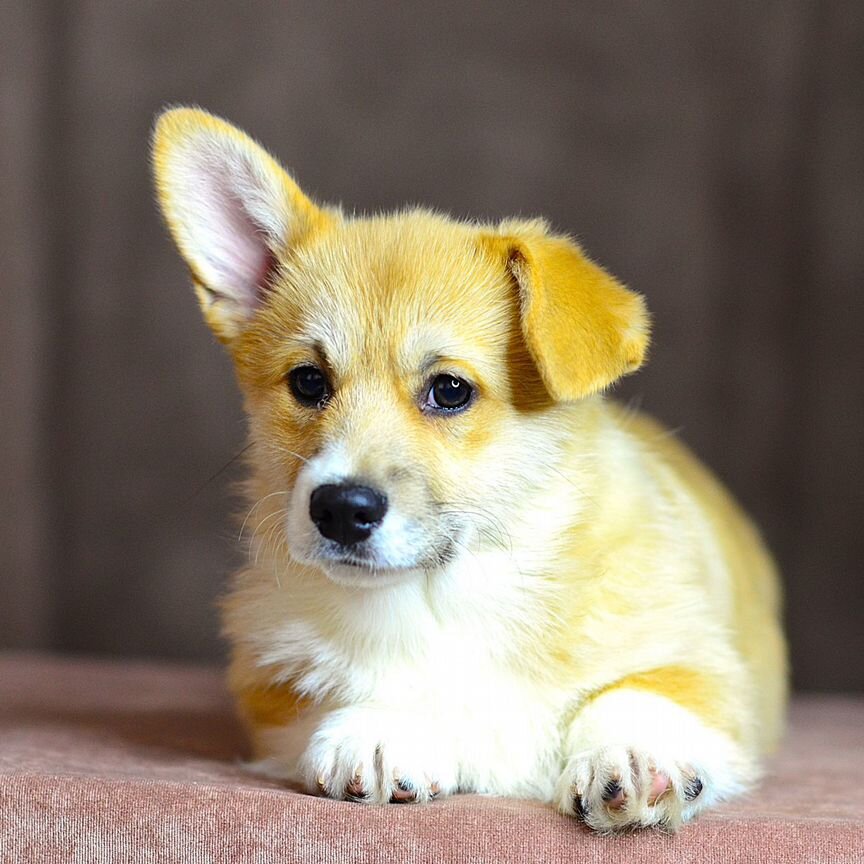 Девочка рыже-белая.Пемброк