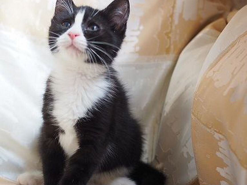 Чудесная малышка ищет дом