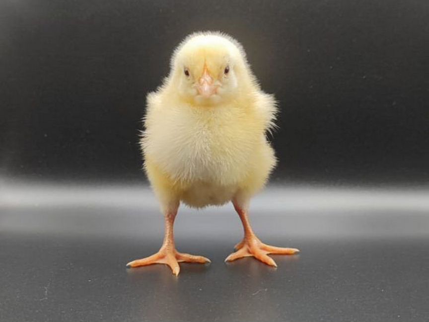 Цыплята бройлеры кобб 500, Росс 308 импорт