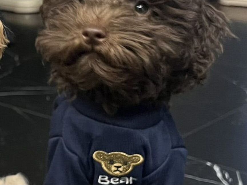 Мальтипу мини