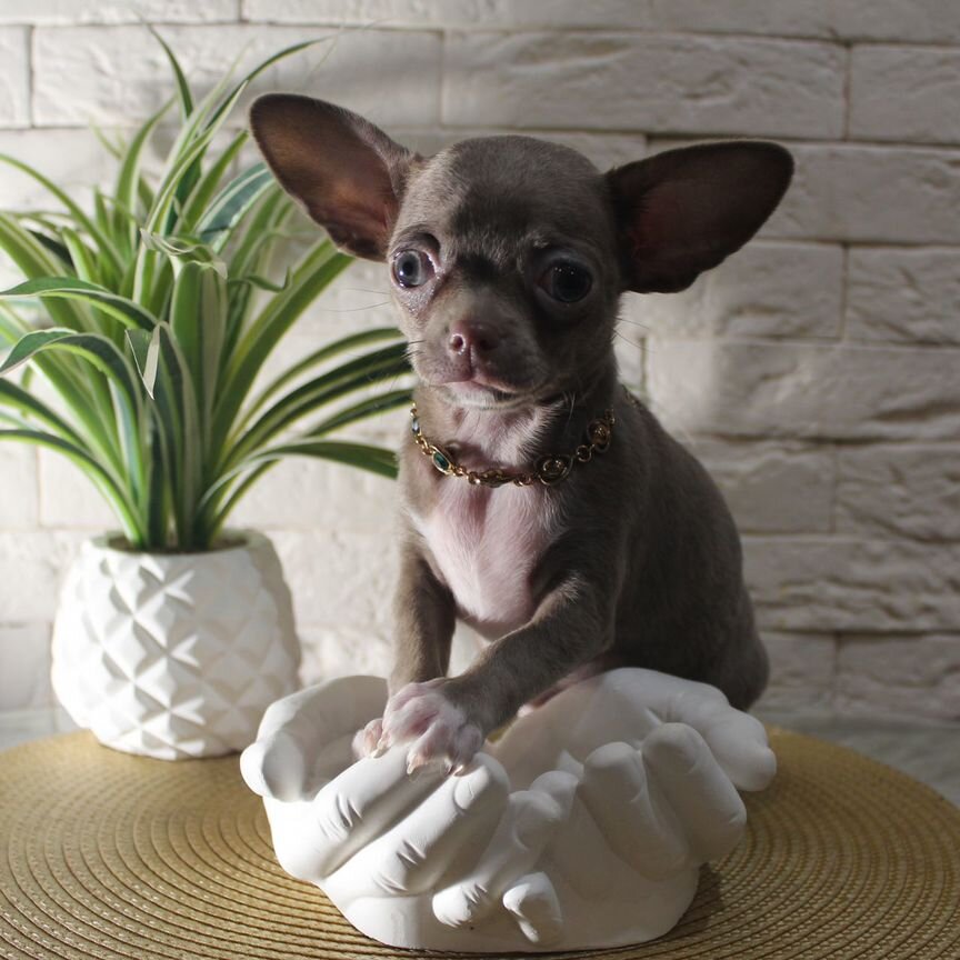 Чишка малышка