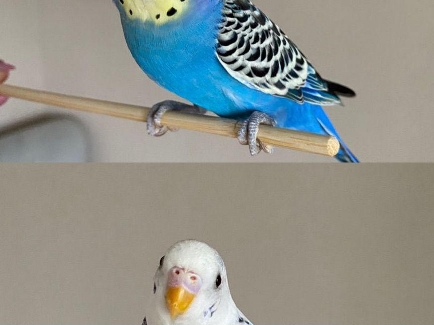 Самцы волнистого попугая