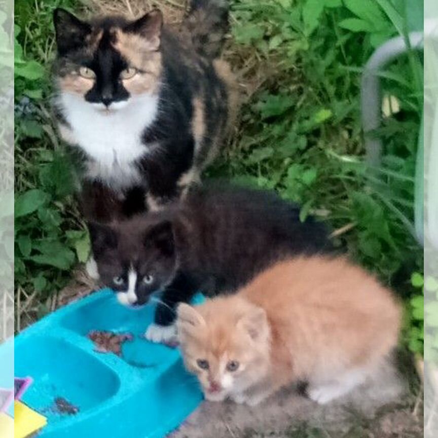 Котята