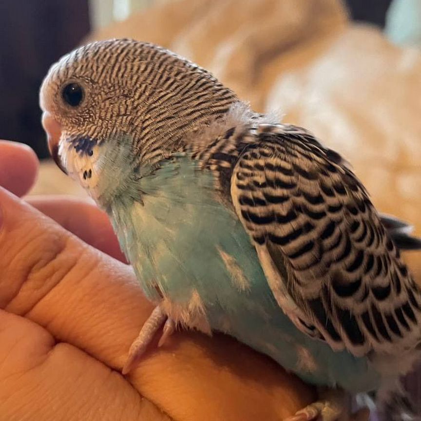 Попугай волнистик