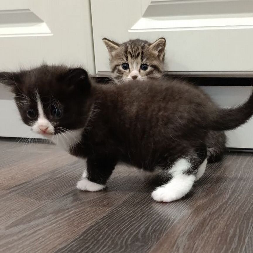 Котята в добрые руки бесплатно
