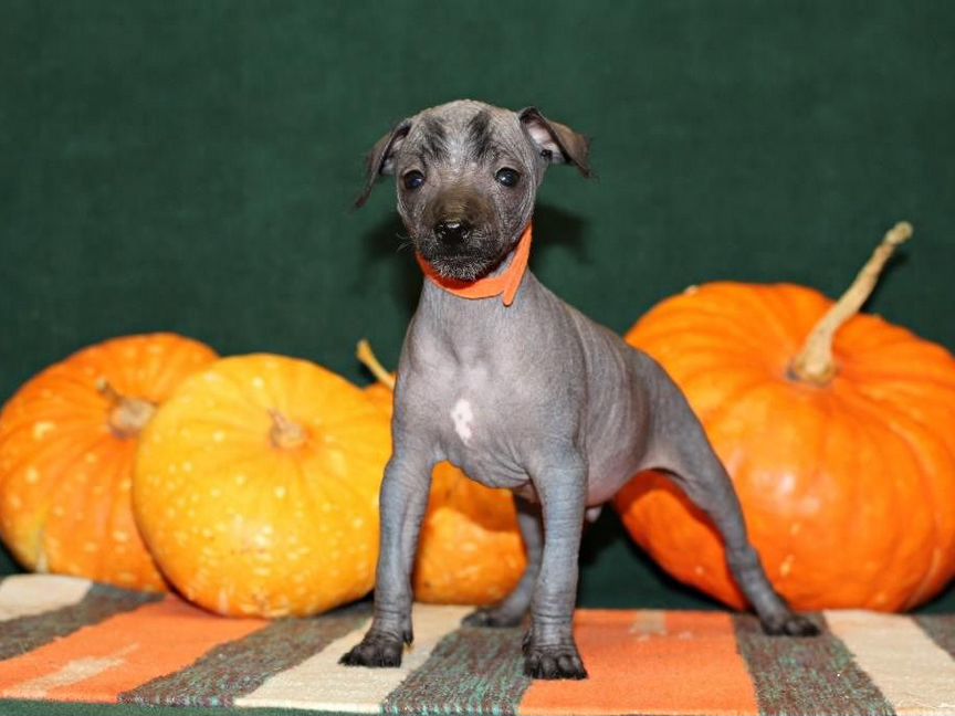 Ксолоитцкуинтли, мини малыш