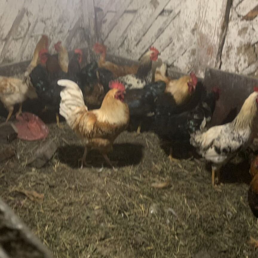 Петухи куры