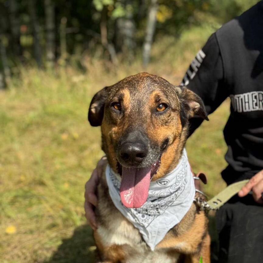 Август-молодой пёс из приюта ищет семью