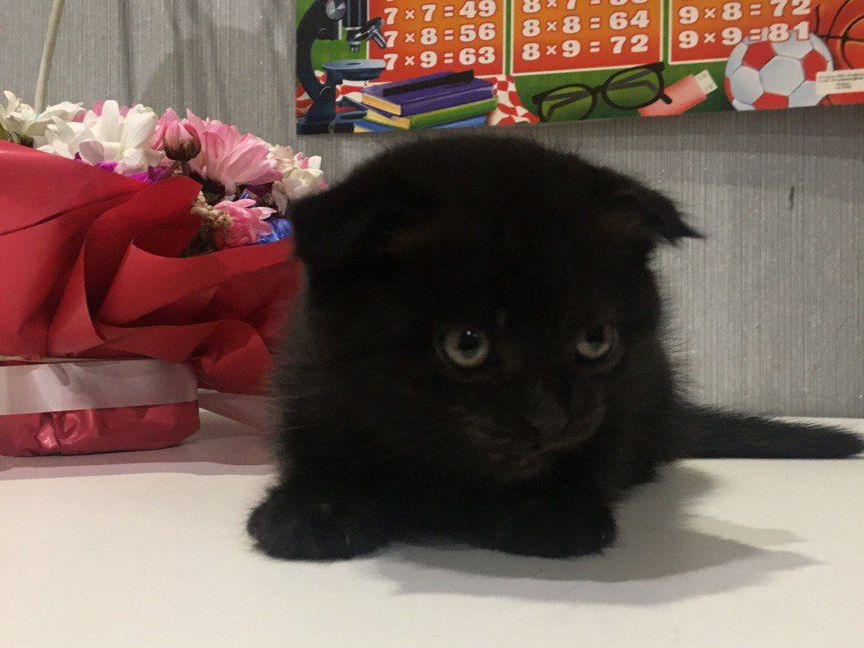 Вислоухие котята бесплатно