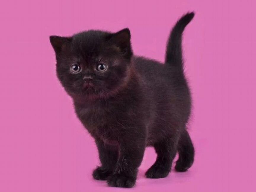 Британская малышка