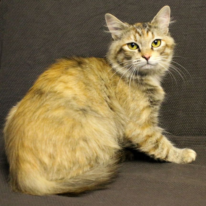 Кошка