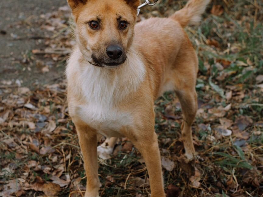 Собаки из приюта