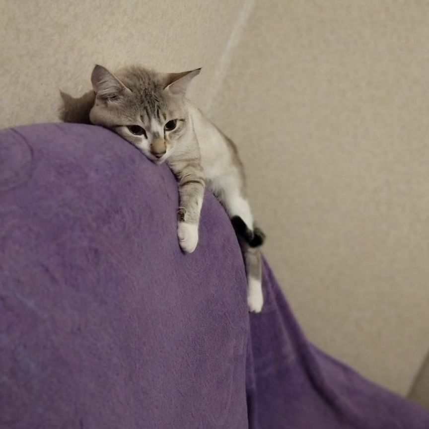 Котик сиротка