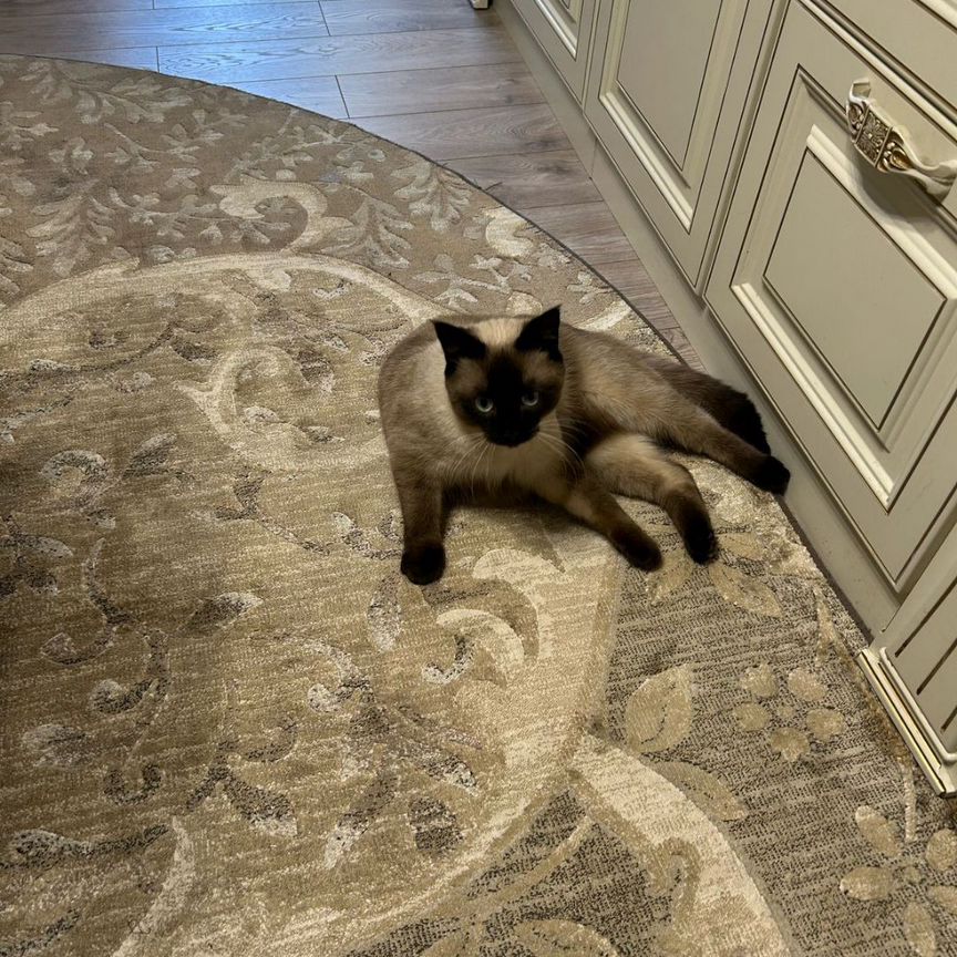 Домашние животные котята бесплатно